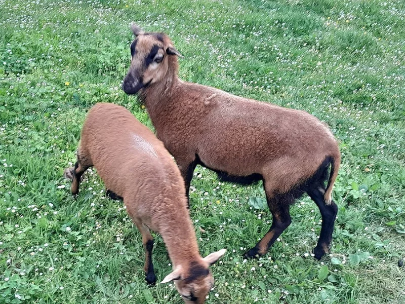 Kamerunské ovce - Jaktař (část) (Opava), Prodám | ChovZvířat.cz
